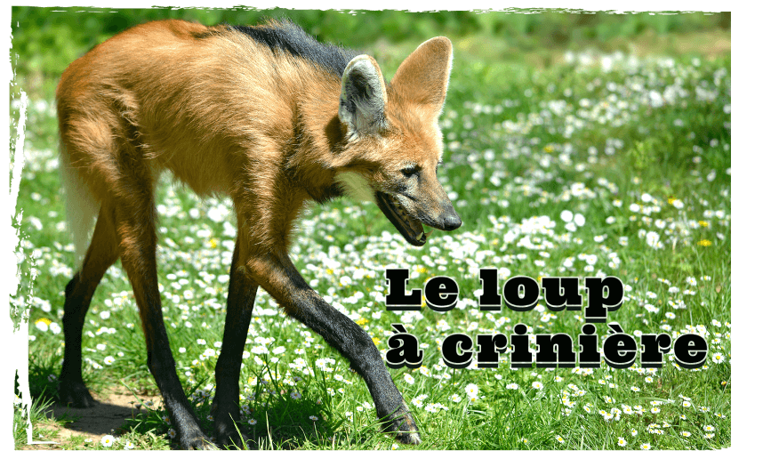 Mon mag à moi
